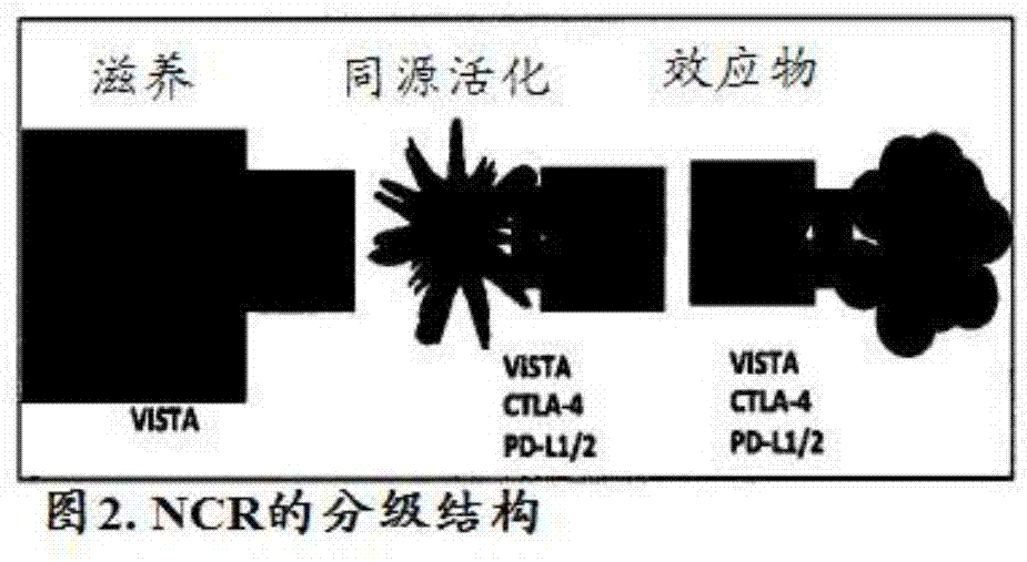 鉴定VSIG8作为推定VISTA受体及其用以产生VISTA/VSIG8激动剂和拮抗剂的用途的制作方法