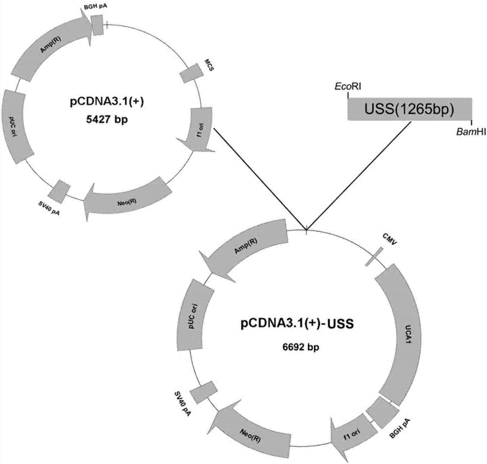 LncRNA的UCA1和UCA1a共有序列对膀胱癌细胞生物学功能影响的检测方法与流程