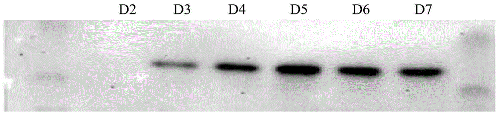 VSIG8小分子抑制剂的医药小分子化合物及其医药用途和药物组合物的制作方法