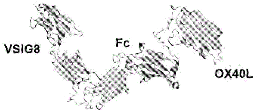 基于VSIG8的嵌合蛋白的制作方法