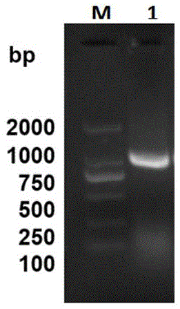 一种恶性疟原虫RIFIN重组蛋白PfRIFIN-54的构建、制备及用途的制作方法