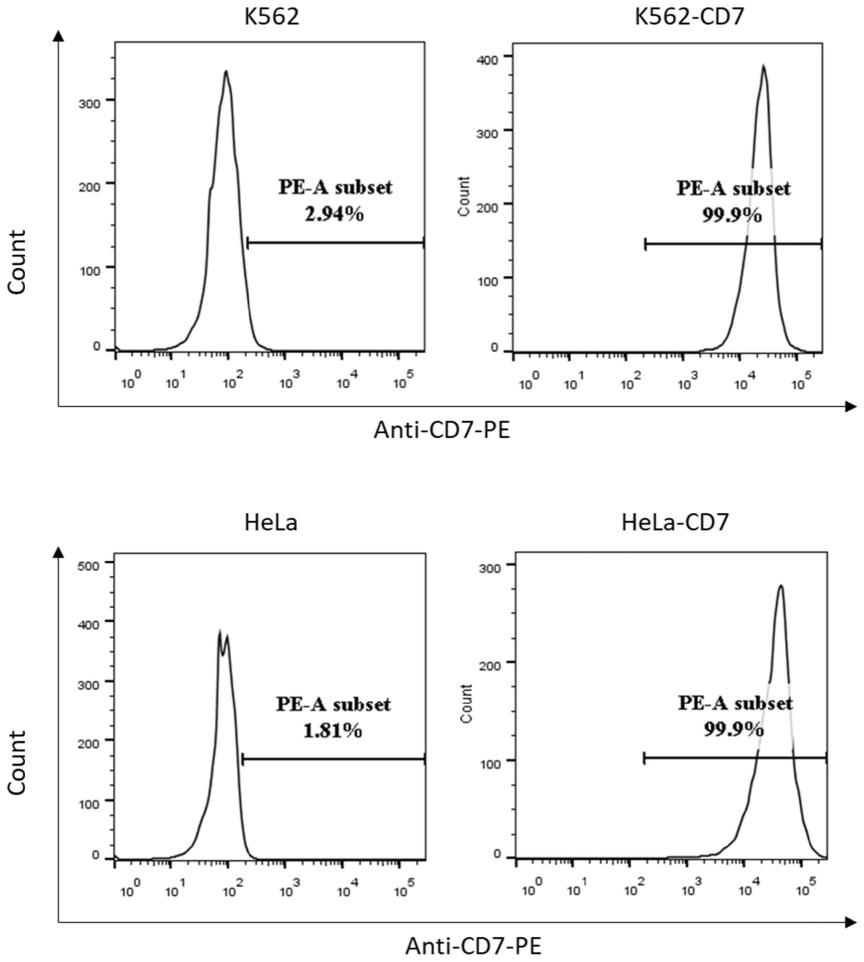 靶向CD7的工程化免疫细胞、嵌合抗原受体、CD7阻断分子及应用的制作方法