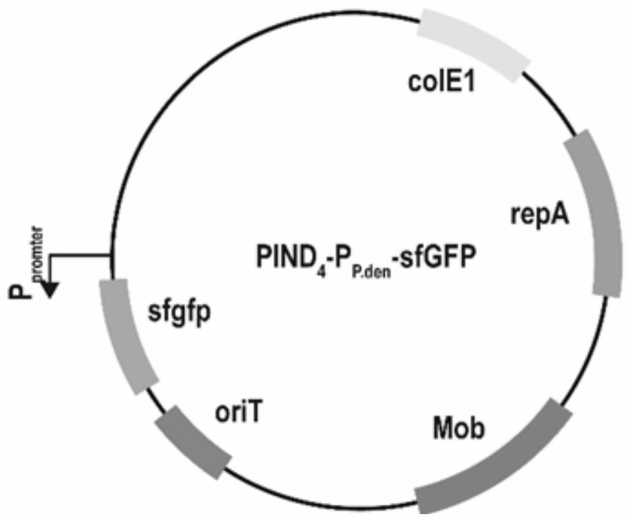 Paracoccusdenitrificans铵盐诱导型启动子Pnir
