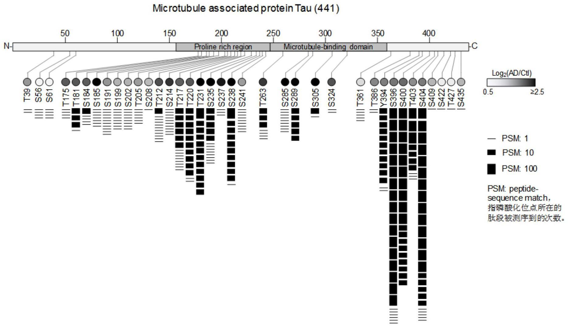 一种基于S396与S404位点的高灵敏磷酸化Tau蛋白检测方法与流程