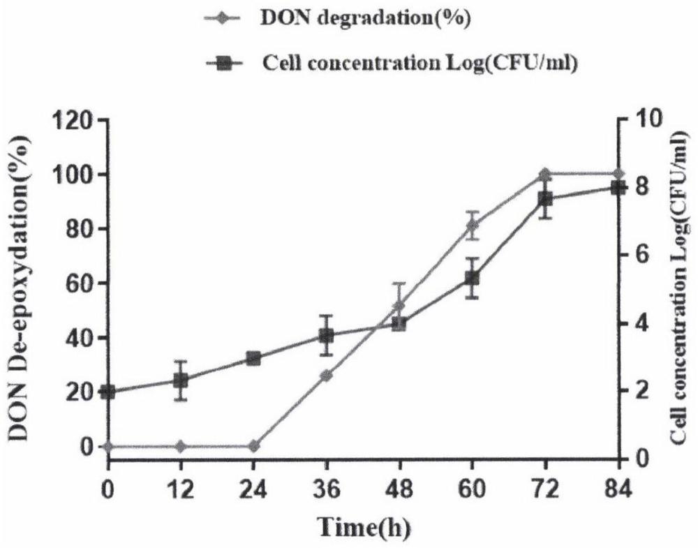 一株Slackia属新种细菌D-W1在降解呕吐毒素中的应用