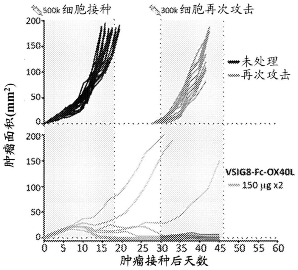 基于VSIG8的嵌合蛋白的制作方法