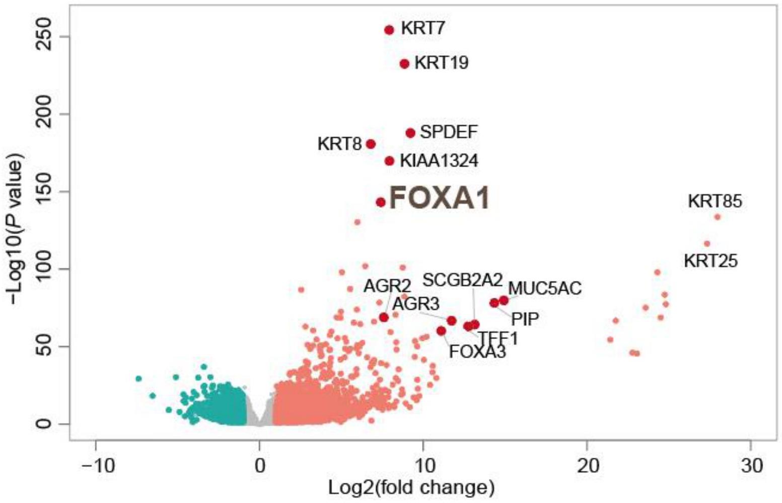 FOXA1作为靶点在EMPD治疗中的新用途
