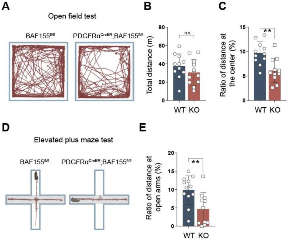 一种BAF155条件性敲除模式构建孤独症谱系障碍小鼠模型的方法