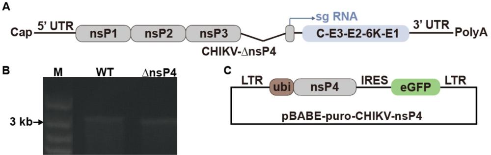 稳定表达nsP4基因的细胞系及其在制备复制缺陷基孔肯雅病毒中的应用